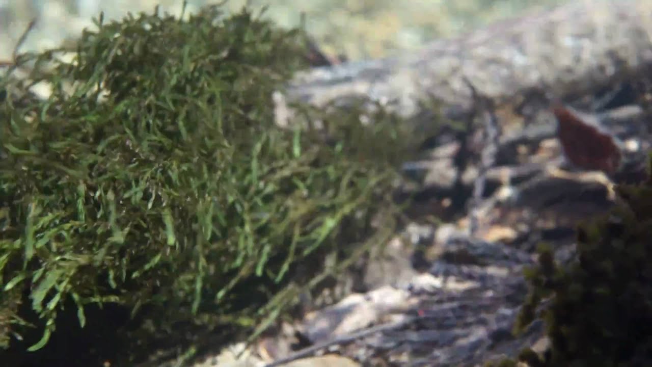 River willow moss Fontinalis antipyretica ウィローモス クロカワゴケ 自然 - YouTube