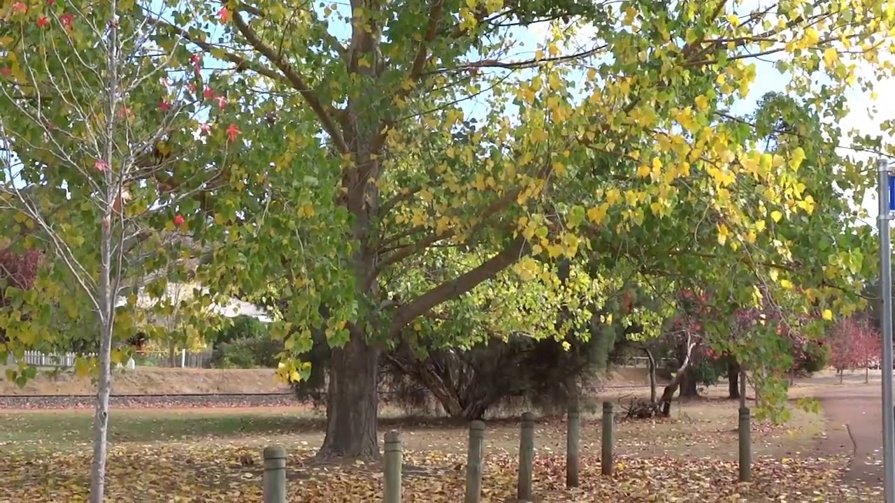 Musical Scenery 05 May 2017 - YouTube