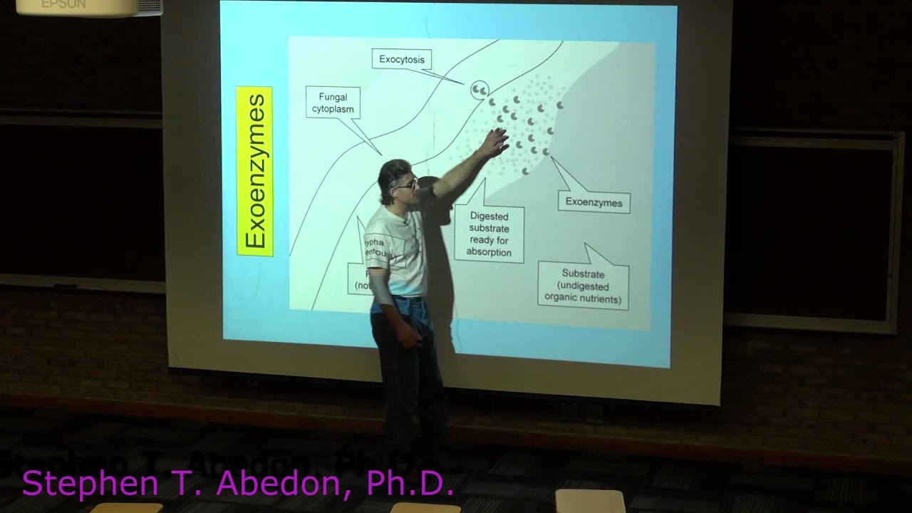 Exoenzymes - YouTube