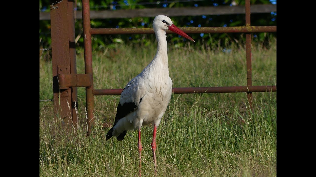 Sender Storch Gustav - Mama Eva hat etwas vor -Transmitter stork Gustav ...