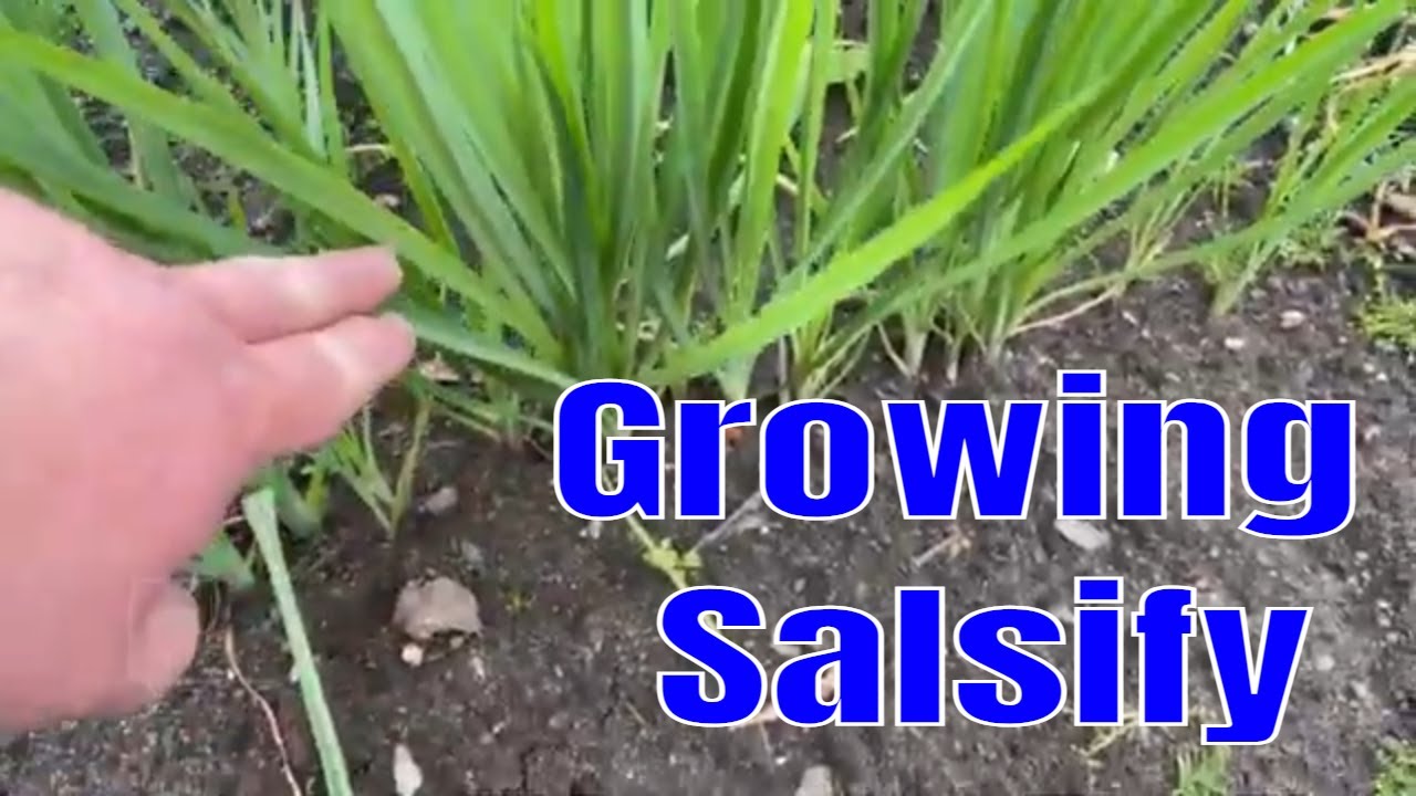 Growing Salsify - YouTube