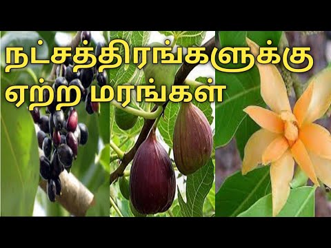 நட்சத்திரங்களுக்கு ஏற்ற மரங்கள் || Nakshatra trees and Rasi trees in ...