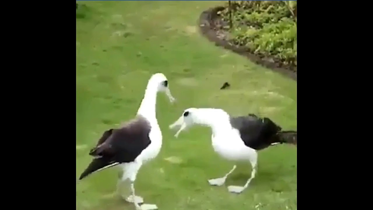 Beautiful Backward Birds Dancing Try To Impress To Each Other - YouTube