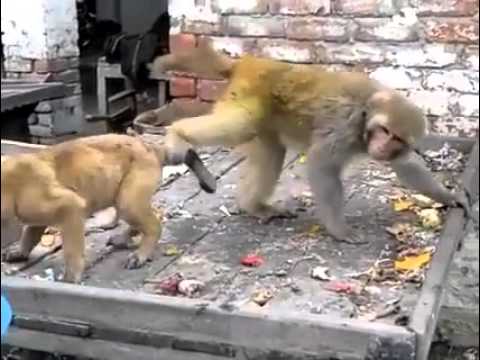 Maymun ve Köpek arasındaki Komik Anlar