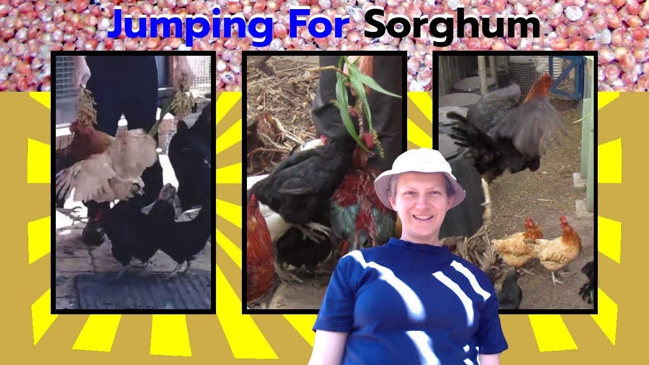 Excited Chickens Jumping For Homegrown Sorghum Grain - YouTube