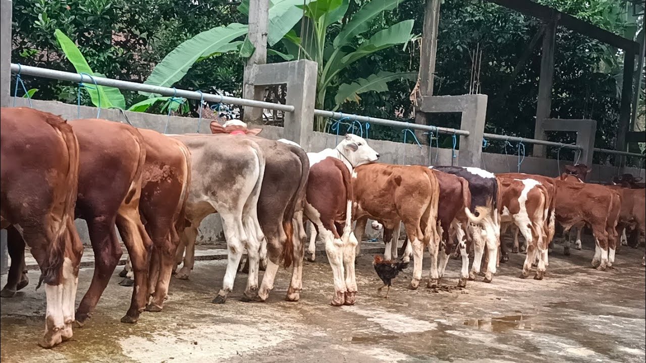 bibitan sapi bagus bagus,stok kumplit harga merakyat,mulai umur 4 blnn ...