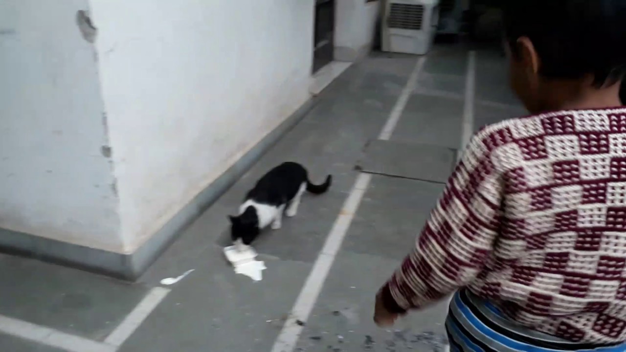 Asad with cat - YouTube