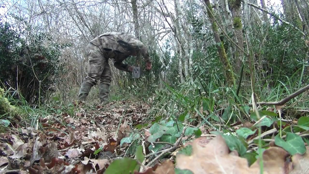 piège photographique.................février.............HD - YouTube