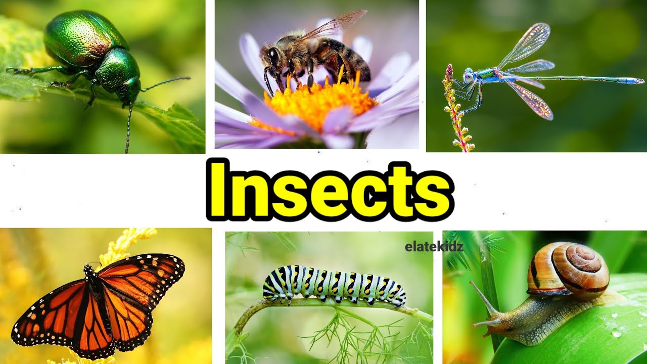 Insects / Insects name / Learn insects name in English for kids and ...