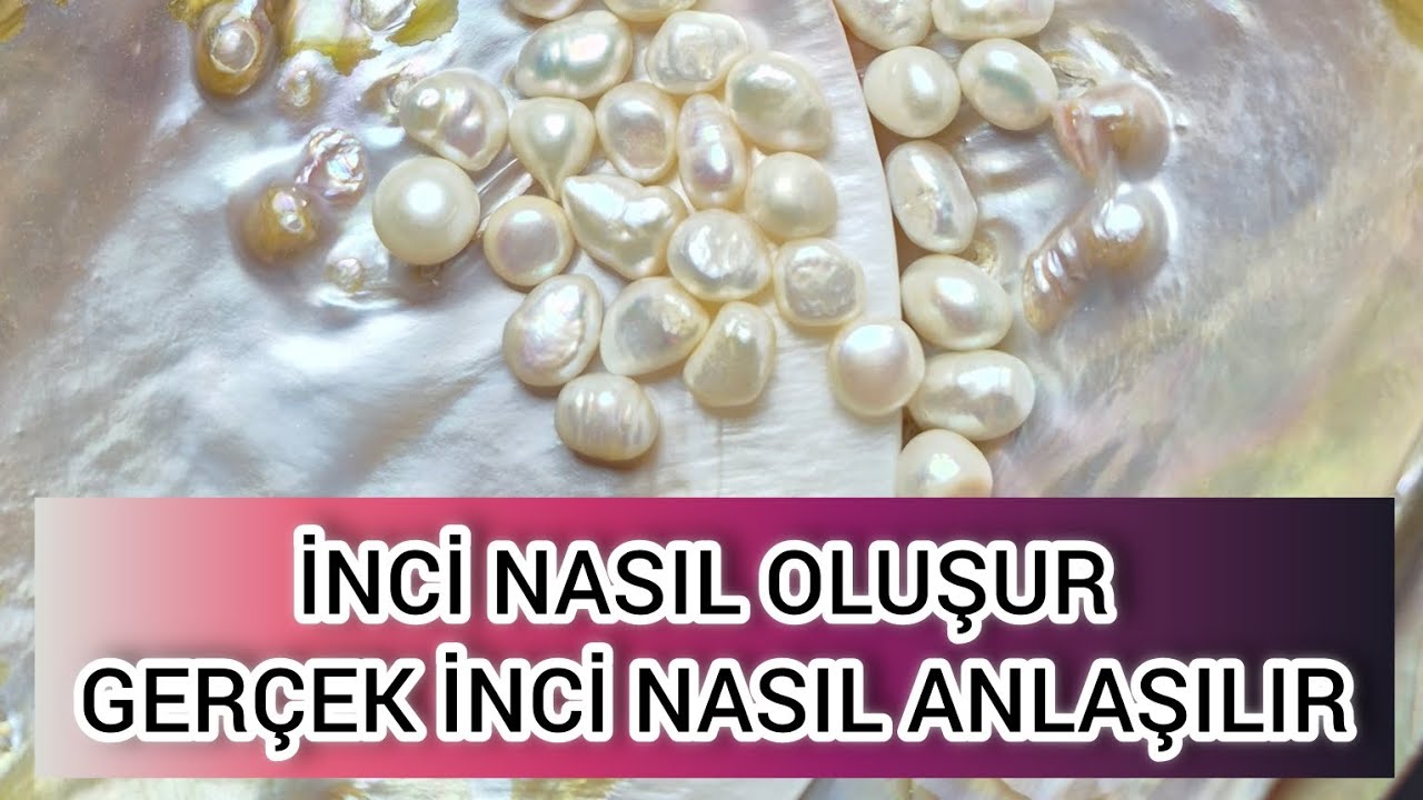 İNCİ NASIL OLUŞUR, GERÇEK İNCİ NASIL ANLAŞILIR #inci #Pearl #doğaltaş # ...