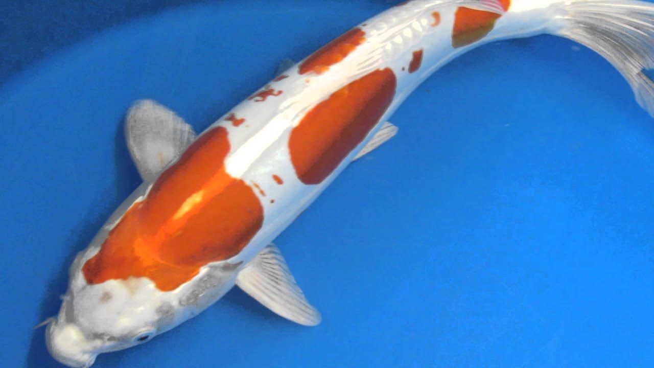 15" Kikusui Japanese Koi Fish - YouTube