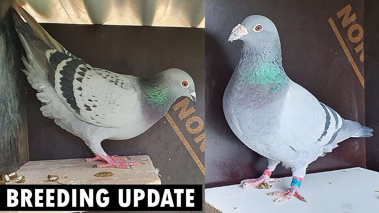 Breeding Pigeons Update ( Breeding Pens ) - YouTube
