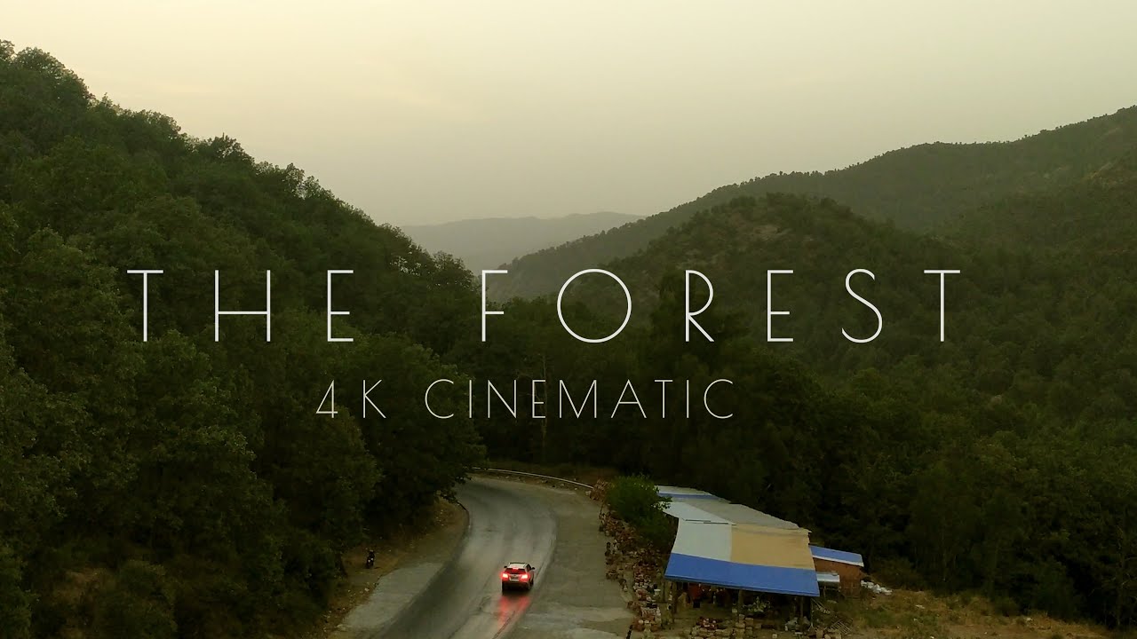 THE FOREST ll 4K FOREST CINEMATIC - YouTube
