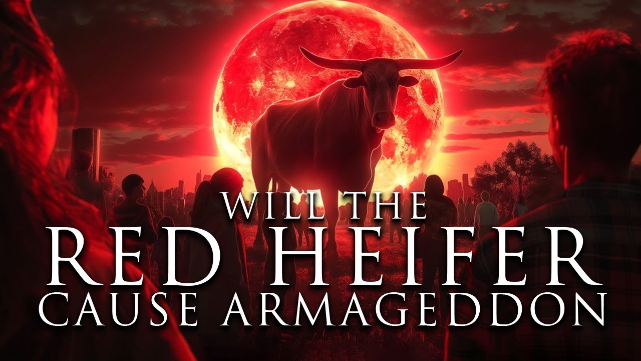 Is the Red Heifer's Arrival in Israel a Sign of the Apocalypse Nearing ...