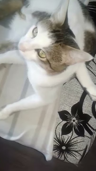 Кот йог) - YouTube