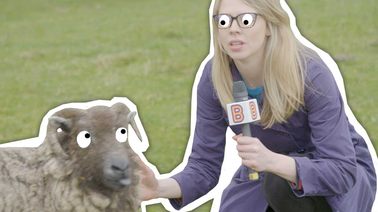 Sheep Fart! | Roving Reporter | Animal Talk | BEANO XL - YouTube