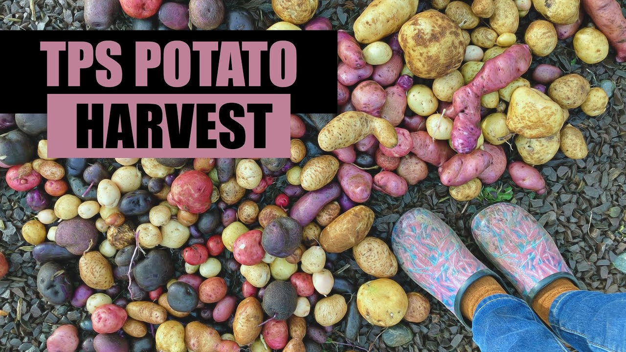 TPS Potato Harvest - YouTube