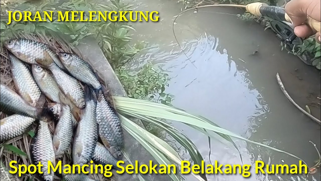 MANTAP‼️MANCING IKAN WADER CAKUL (barbodes binotatus) DI SELOKAN ...