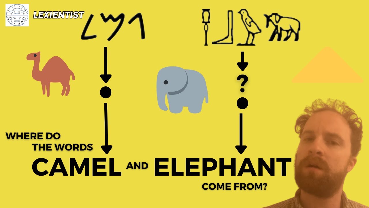 Etymology of CAMEL and ELEPHANT: Hard to tell apart? - YouTube