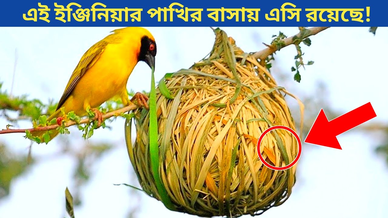 এই পাখিদের বাসা তাজমহলের থেকেও বেশি সুন্দর | 5 Most Amazing Nests In ...