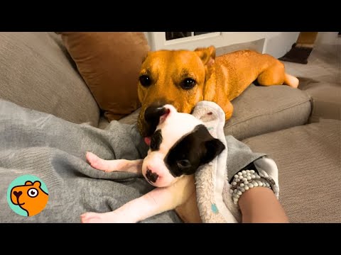 Woman Takes A Foster Dog But Can’t Say Goodbye. Reason Will Melt Your Heart! | Cuddle Buddies
