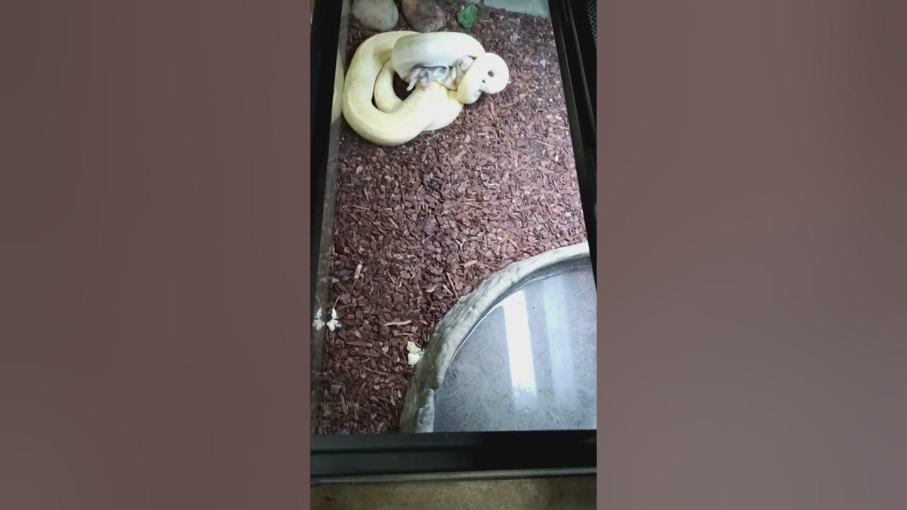 Our Burmese Python in his feed tank taking rat 🐀 It's fun to watch them ...