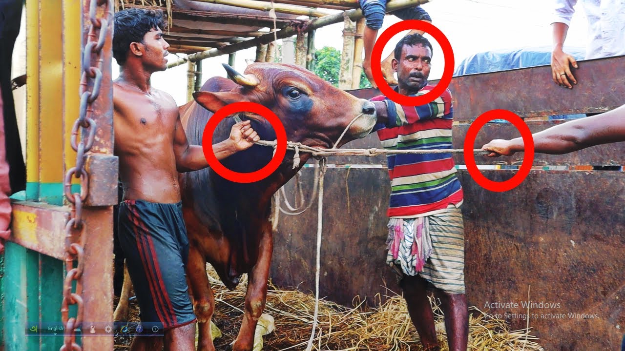 Big Cow injury || Biggest Cow Injury || Cow Unloading By Truck || 2021 ...