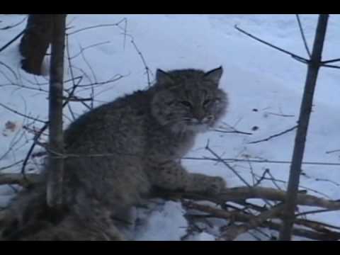 Bobcat Snaring New Brunswick #1 - YouTube