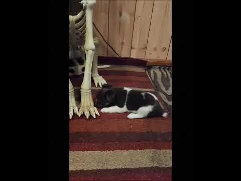 Laya 3 girls - YouTube