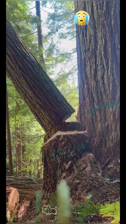 Dangerous logging ️#satisfying #fypシ #treework #giant #chainsaw #oddlysatisfying #asmr - YouTube