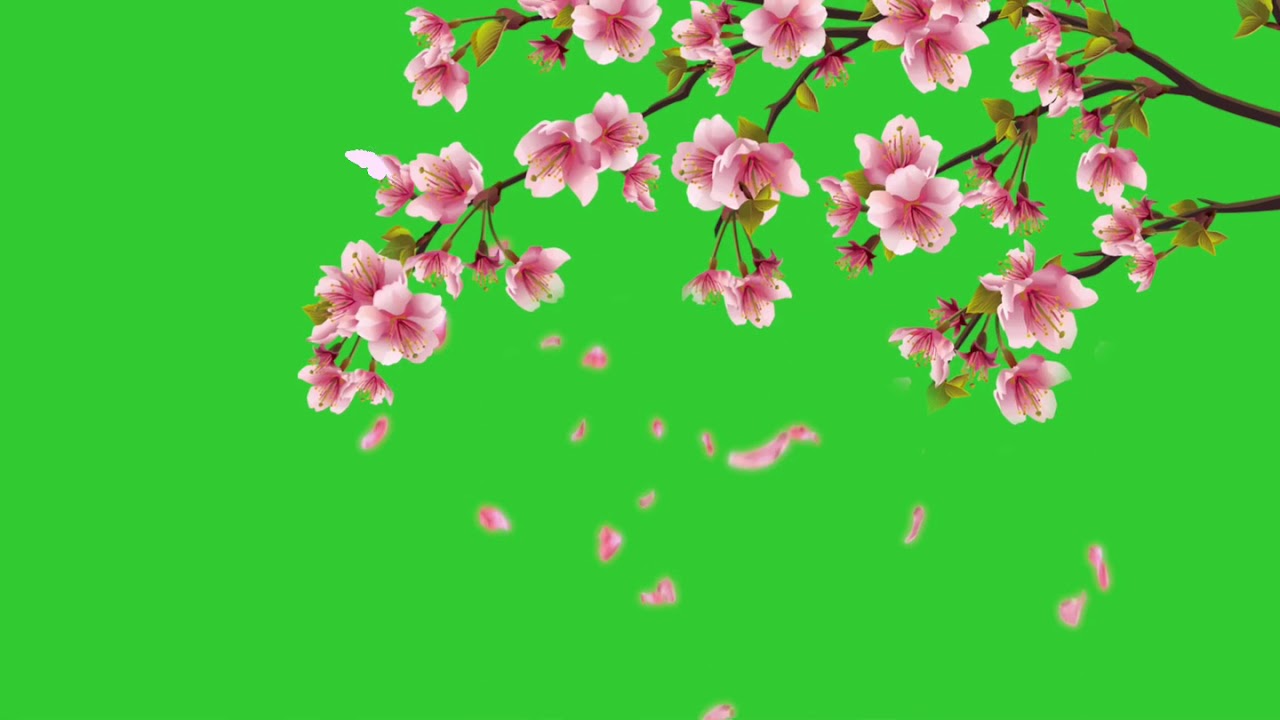 Beautiful cherry blossoms falling leafs green screen - YouTube