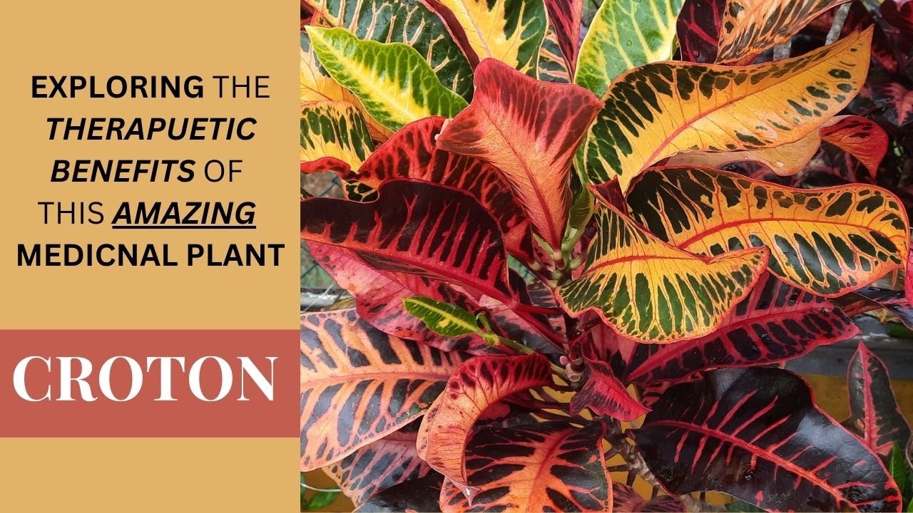 EXPLORING the THERAPUETIC BENEFITS of CROTON (CODIAEUM VARIEGATUM ...