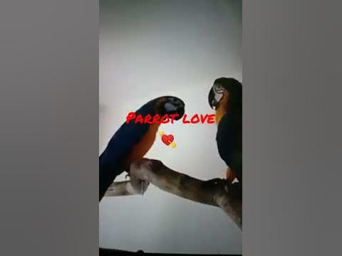 maco parrot love 💘 - YouTube