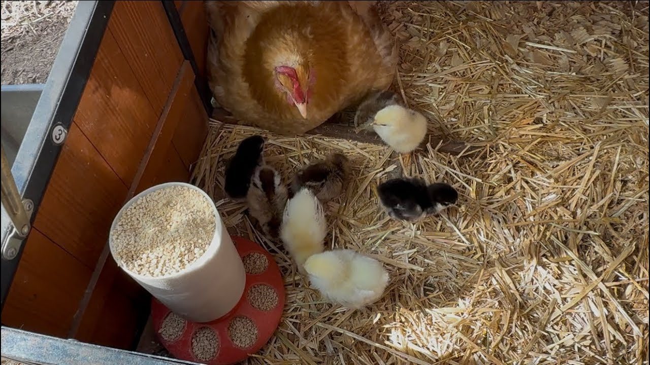 We Got Chicks! Follow Our Chicken Journey - YouTube