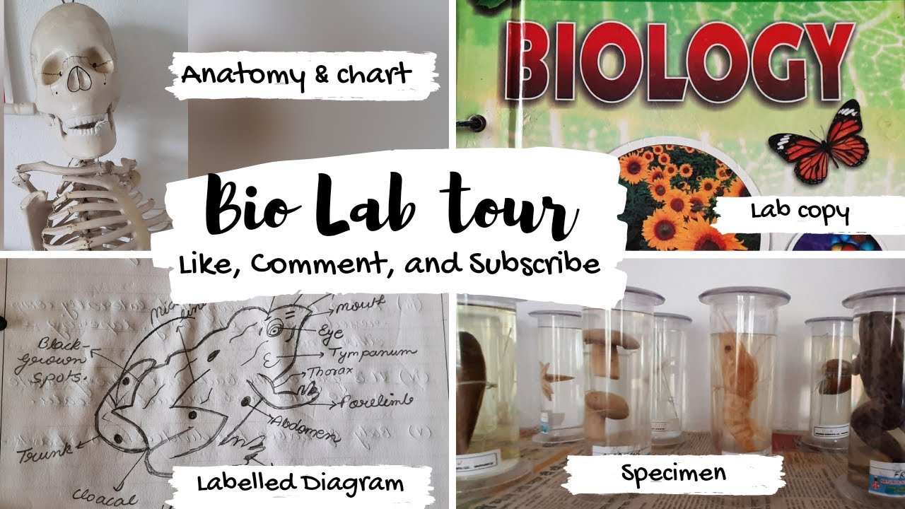 ||BIOLOGY LAB TOUR|| #biolab #specimens #practical - YouTube