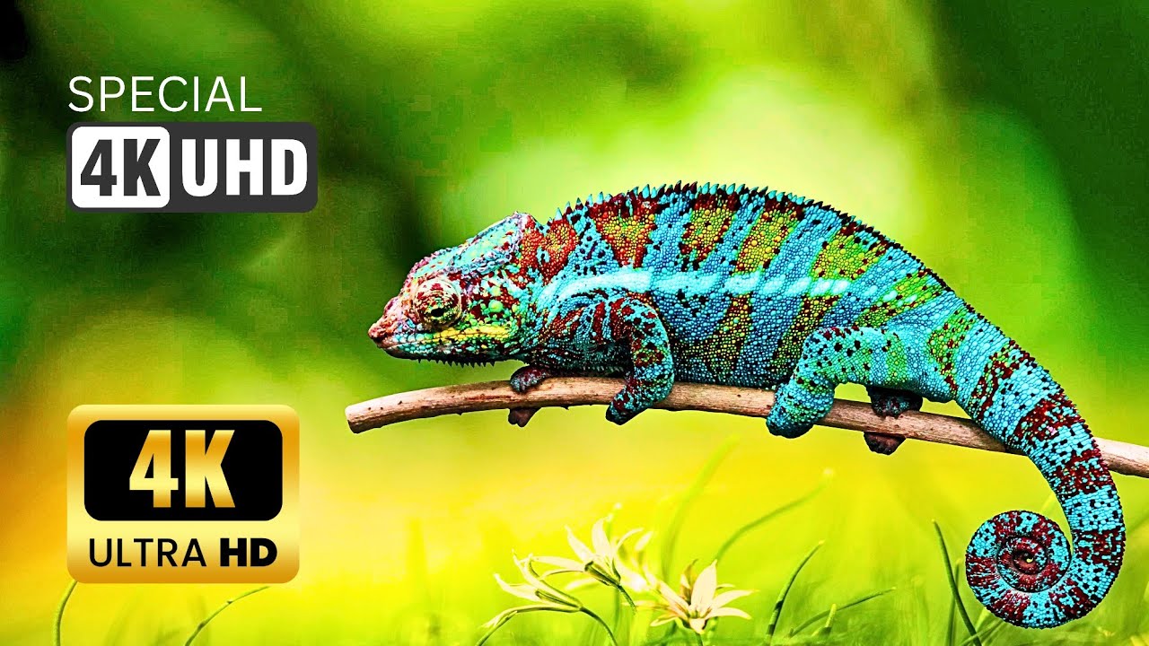 Wonderful 4K Videos | Amazing Wild Animals in Dolby Vision 4K HDR 60fps ...