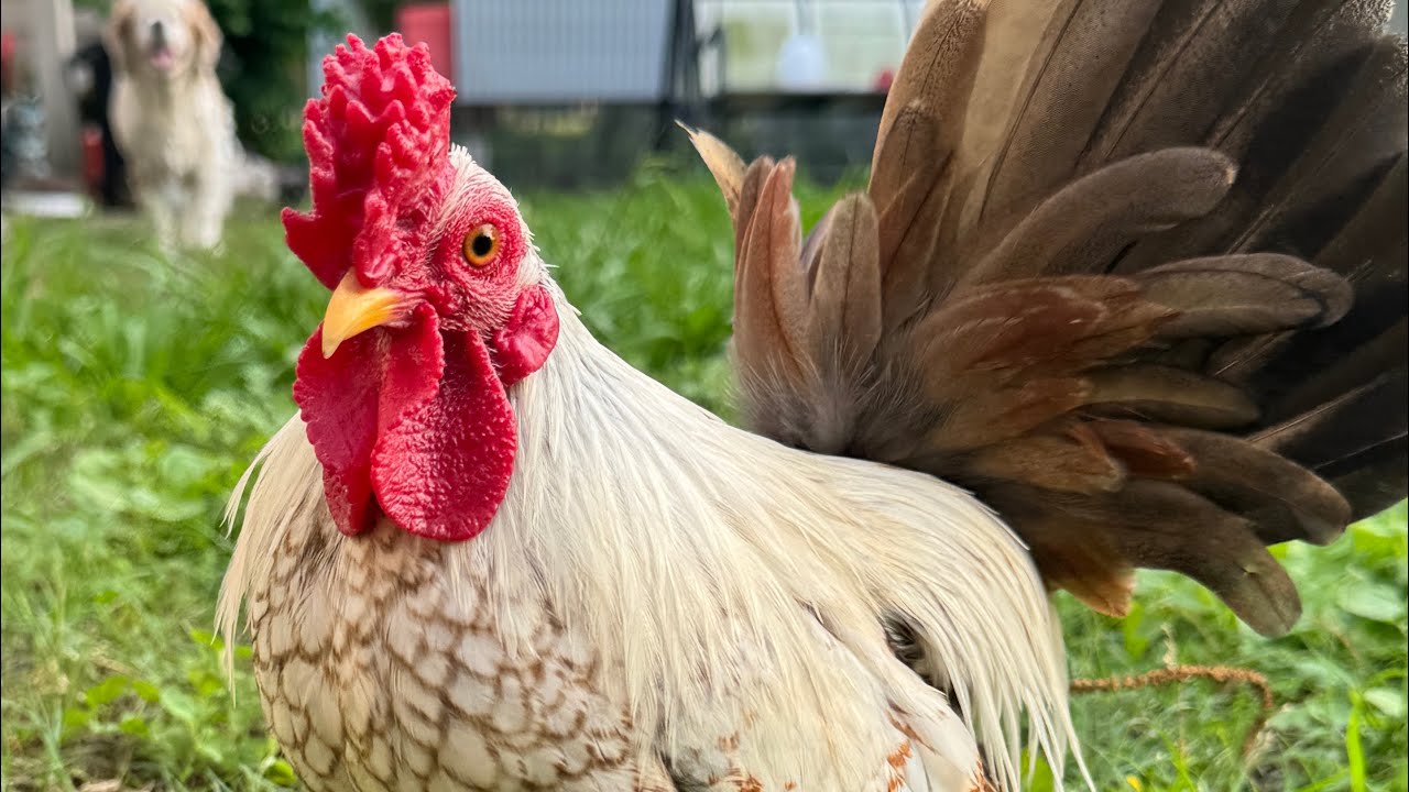 Showing off My ADORABLE Mini Roosters 🐓 - YouTube