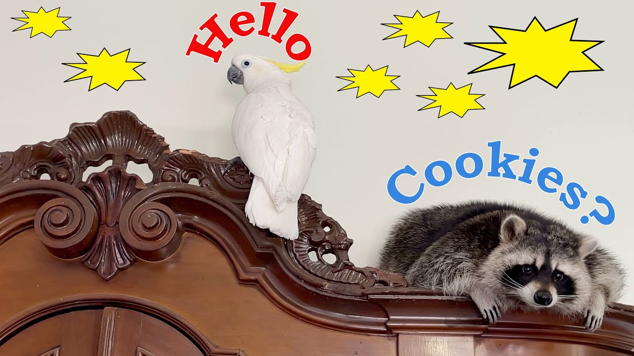 Charlie the parrot came to visit the raccoon. - YouTube
