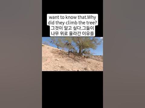 want to know that.Why did they climb the tree?그것이 알고 싶다.그들이 나무위로 올라간 ...