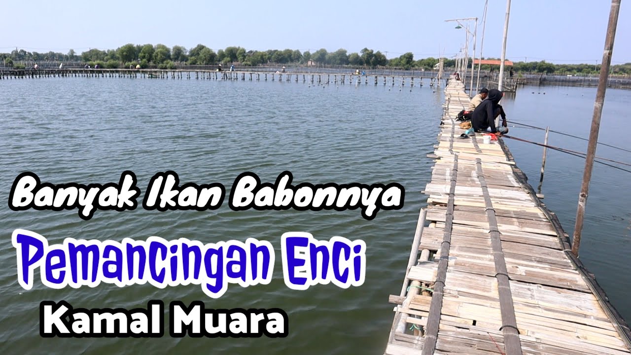 Mancing Harian Bandeng | Pemancingan Enci Kamal Muara Stadion # ...