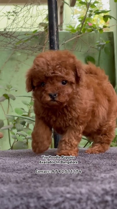Toy Poodle Puppies Available #poodle #toypoodle #poodle dogs #poodlepuppies #trending #shorts ...
