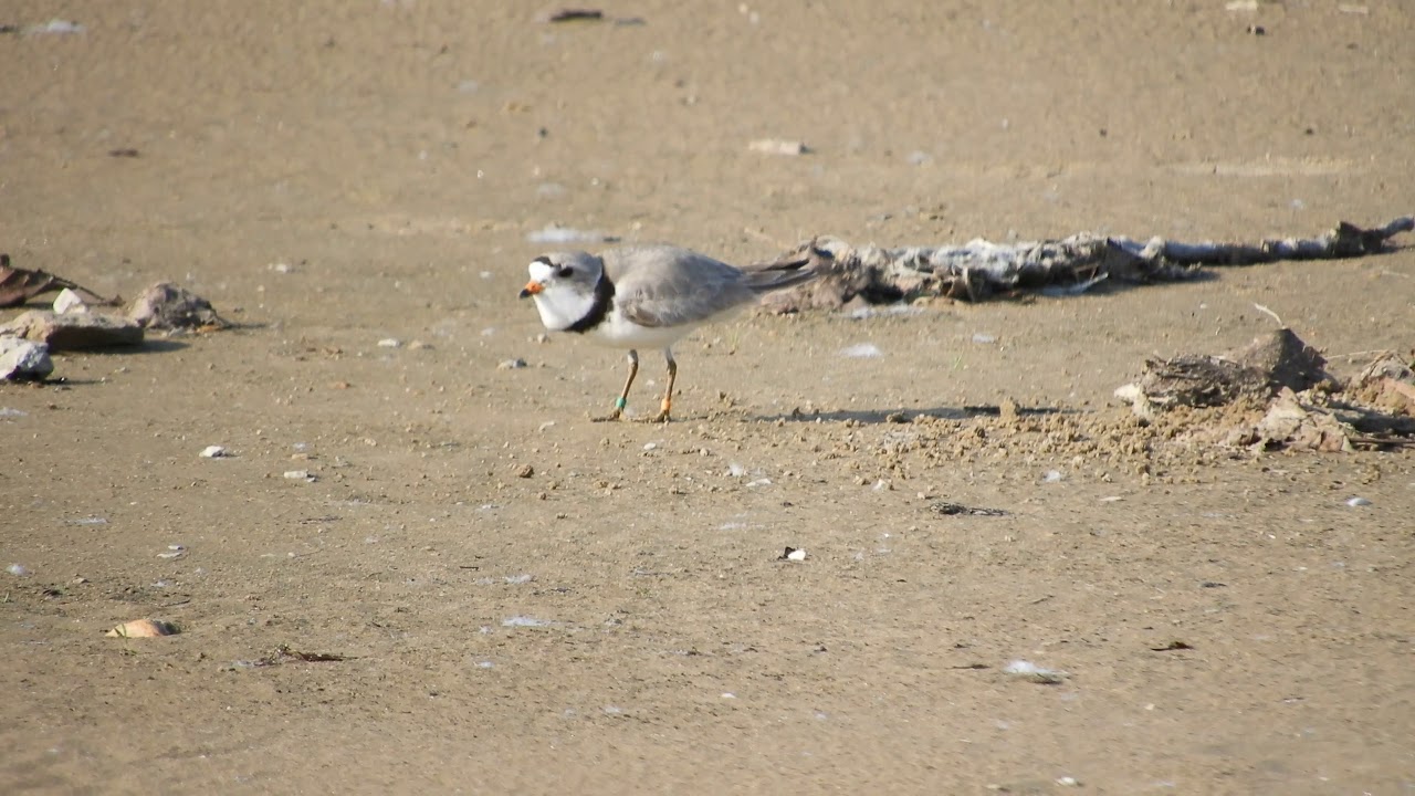 Piping Plover - Mating Display Walk - Montrose - 6/5/2019 - YouTube