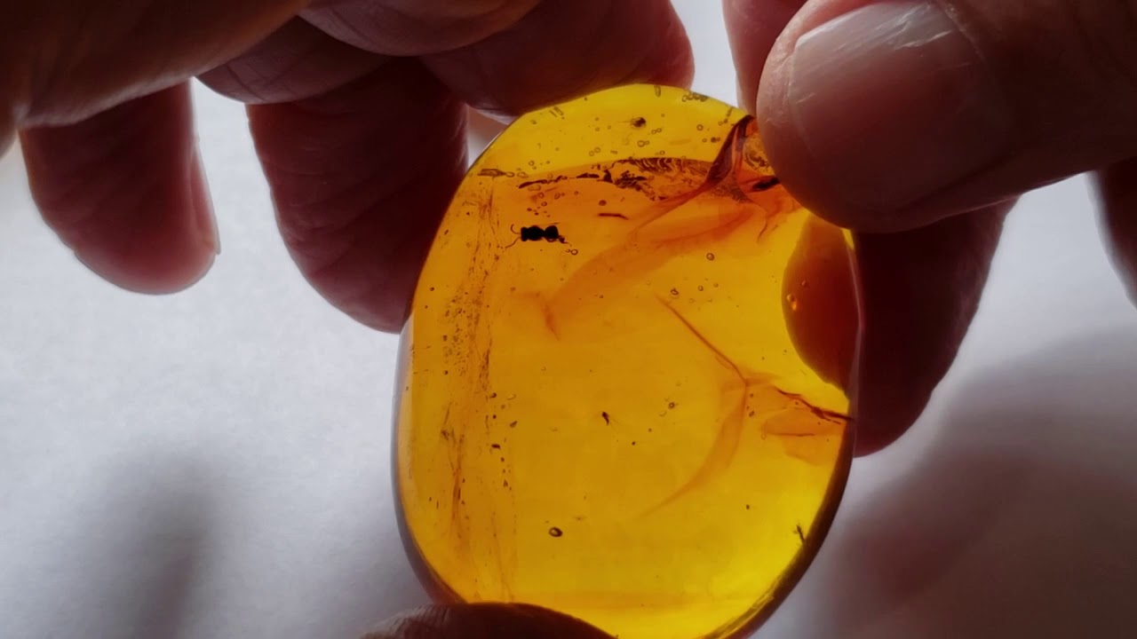 A museum-quality collection of ancient Bees. - YouTube