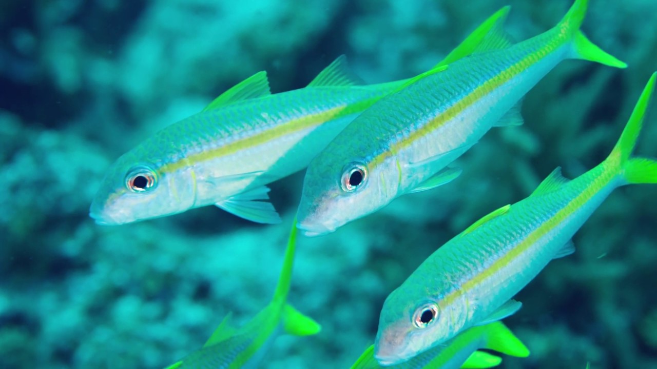 Belize Aggressor Scuba Diving Trip Video - Summer 2019 Full Length ...