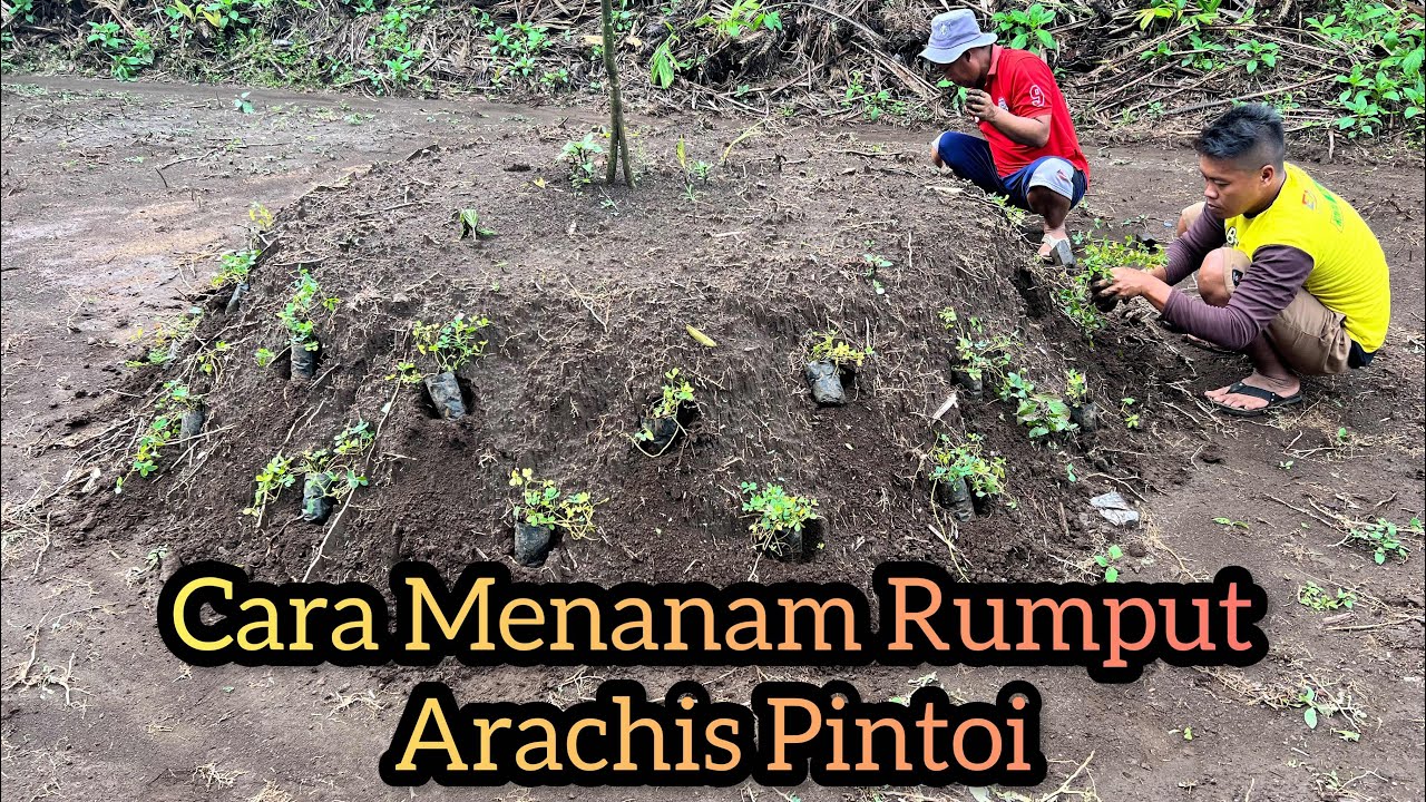 Tanam Rumput Ini Dikebun Durian Anda | Rumput Arachis Pintoi - YouTube