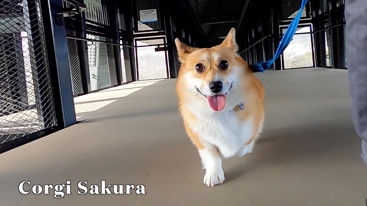 コーギーと天龍峡そらさんぽ / ``Sorasanpo Tenryukyo'' Walk on a bridge 80 meters ...