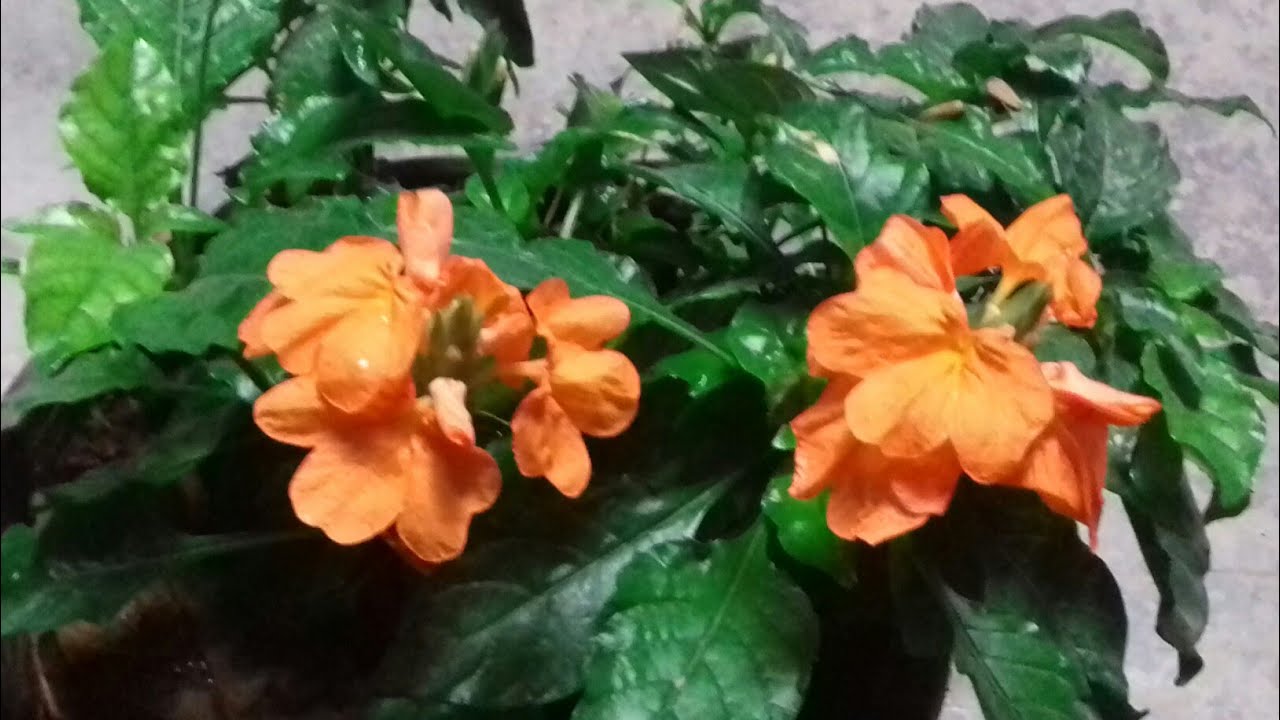 188.how to grow and care Crossandra plant best flowering plant🍃🌸🍃 - YouTube