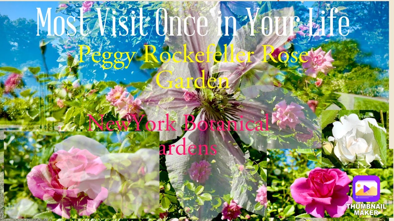 Feel Heaven in Peggy Rockefeller Rose Garden inside NewYork Botanical ...