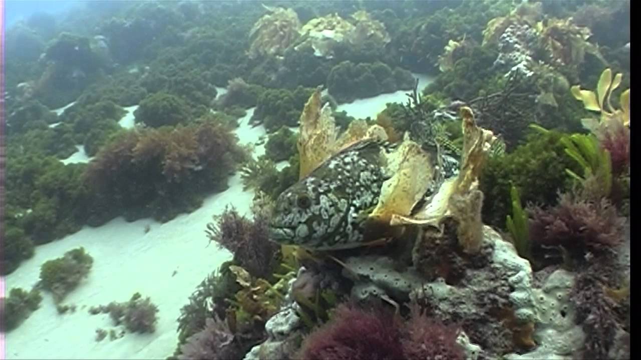 Popes Eye - Port Phillip Heads Marine National Park - YouTube