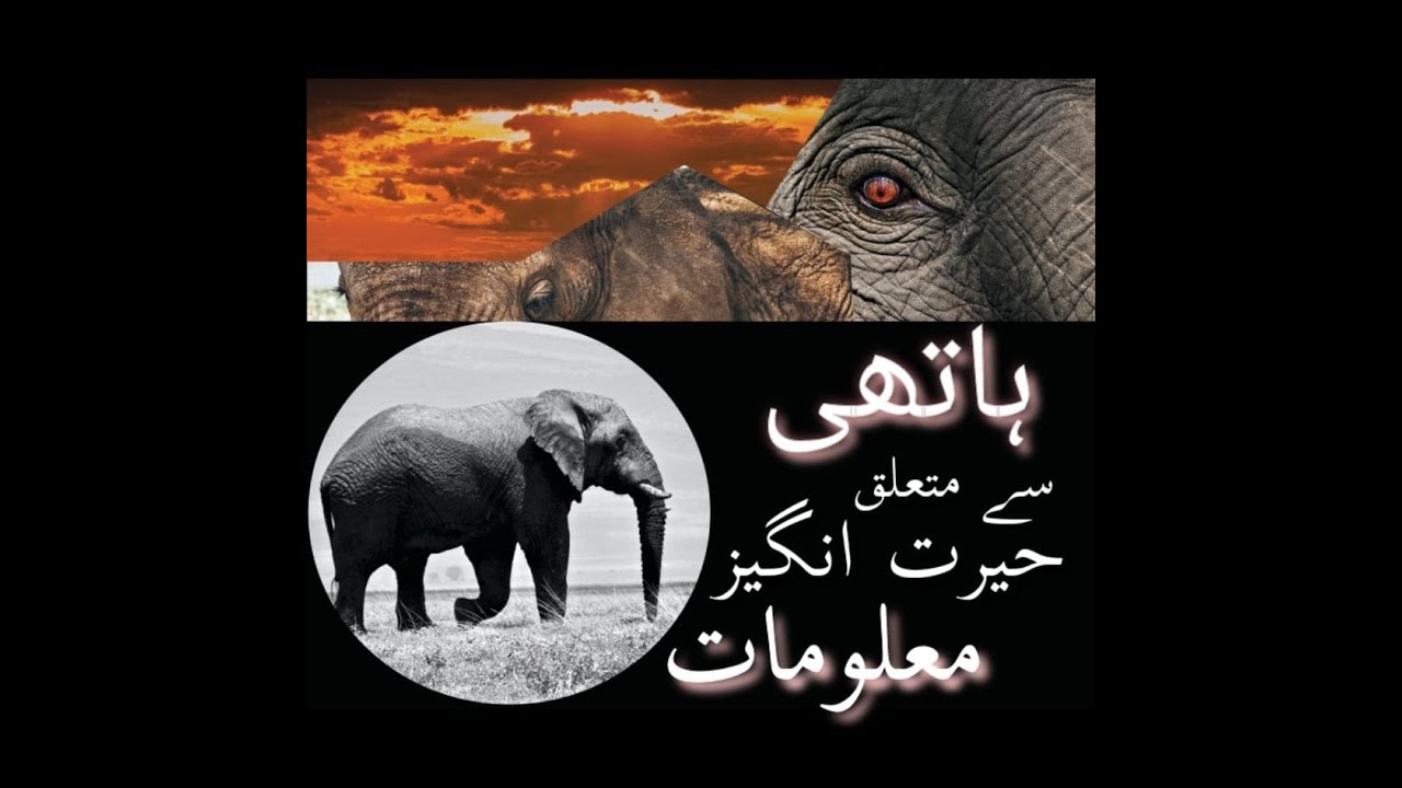 Information About Elephant -k.Revealable - YouTube